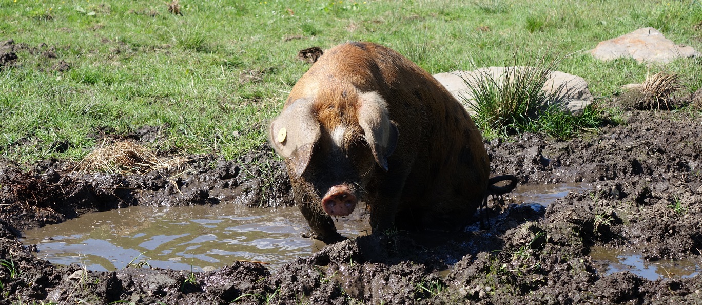Pork Life – Achray Farm